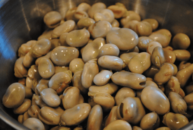 Fava Beans | Josie Girl Blog